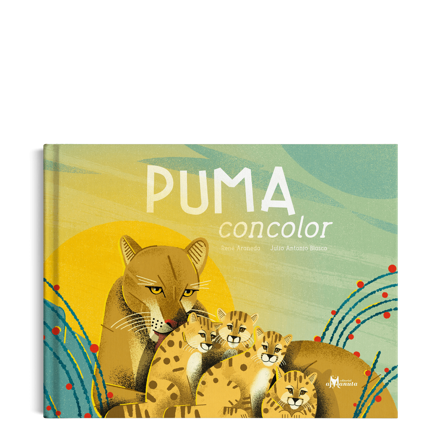 Puma concolor - Amanuta