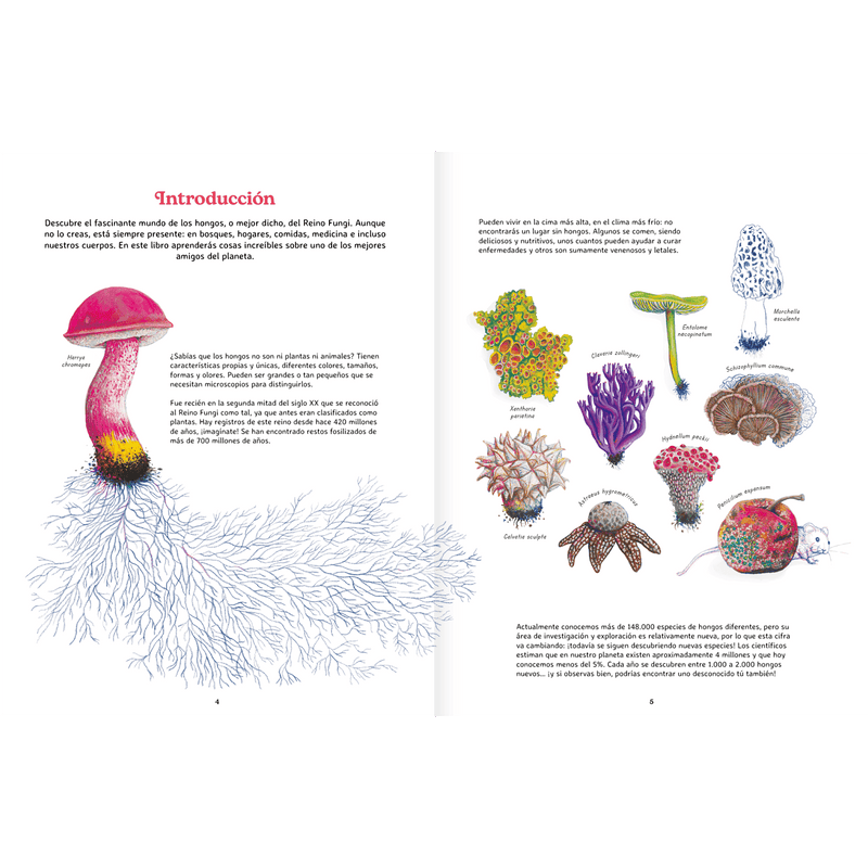 Reino Fungi - Amanuta