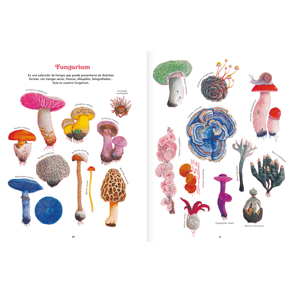 Reino Fungi - Amanuta