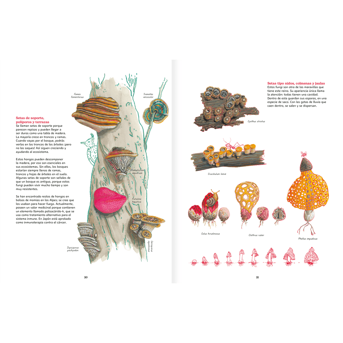 Reino Fungi - Amanuta