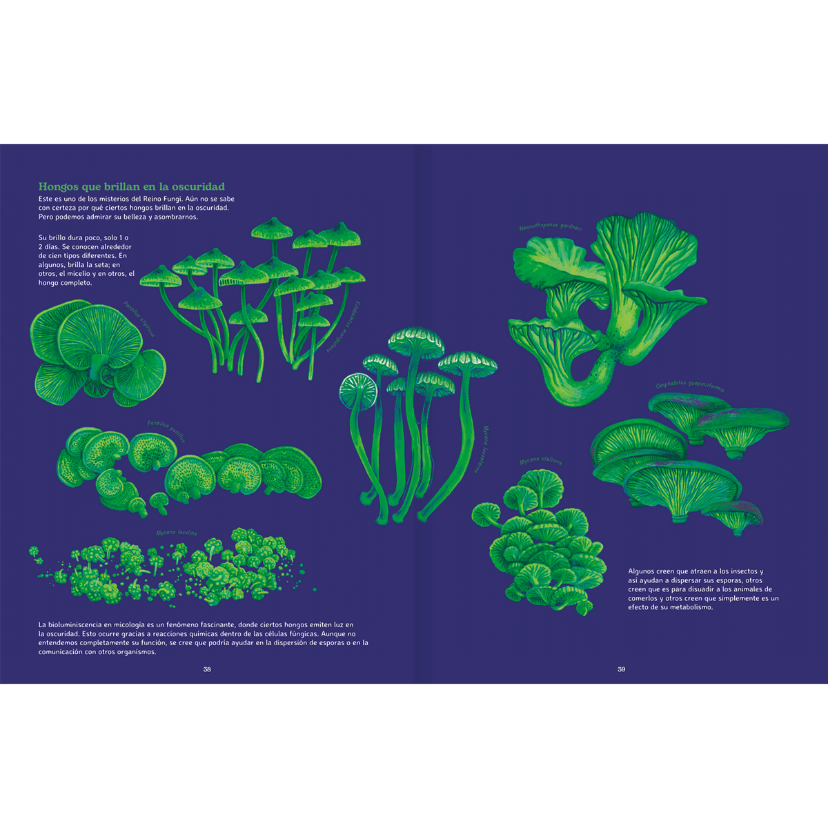 Reino Fungi - Amanuta